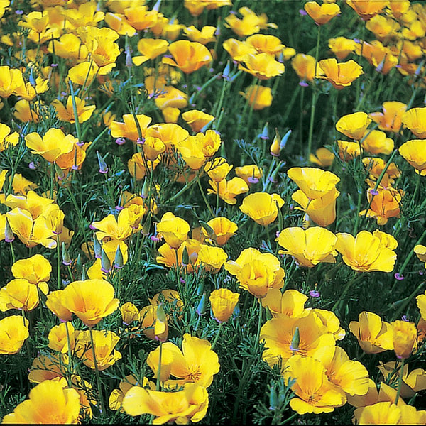 Californian Poppy 'Golden West' - The Diggers Club
