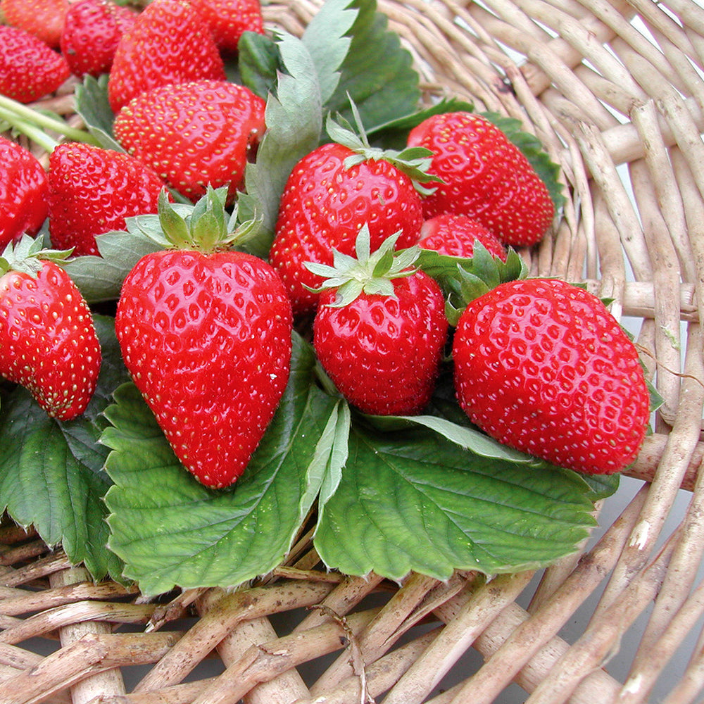 Strawberry - The Diggers Club