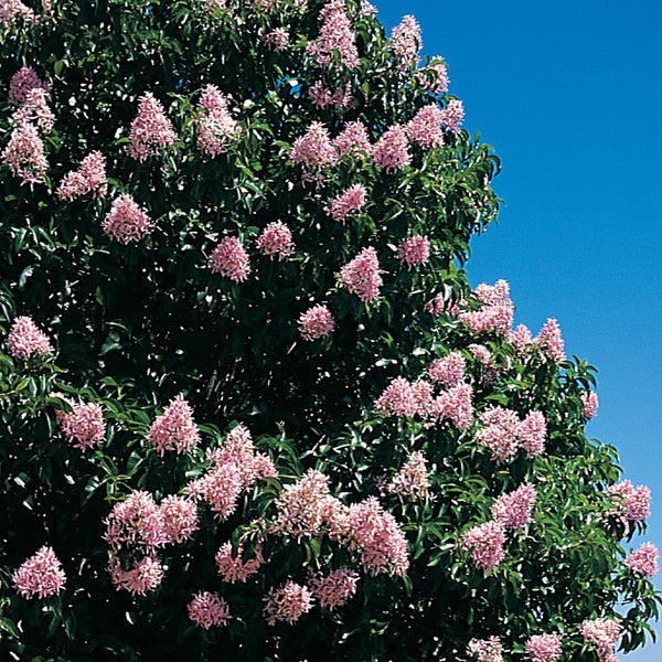 Cape Chestnut 'Pink' - The Diggers Club