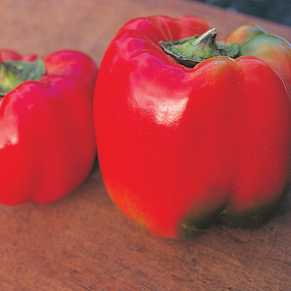 Capsicum 'Chinese Giant' - The Diggers Club