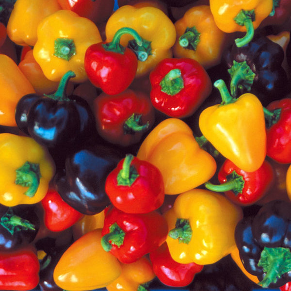 Capsicum Mini Sweet Mix - The Diggers Club