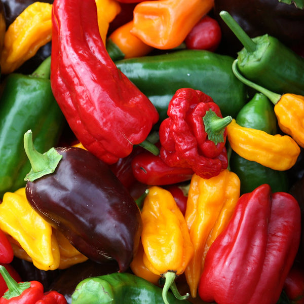 Capsicum Mixed Italian Fryers - The Diggers Club