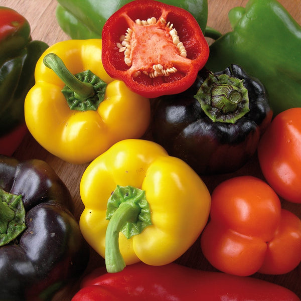 Capsicum Seven Colour Mix - The Diggers Club