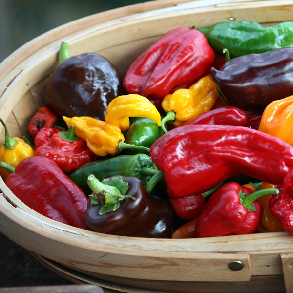 Chilli Culinary Collection - The Diggers Club