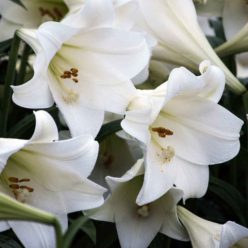 Liliums - The Diggers Club