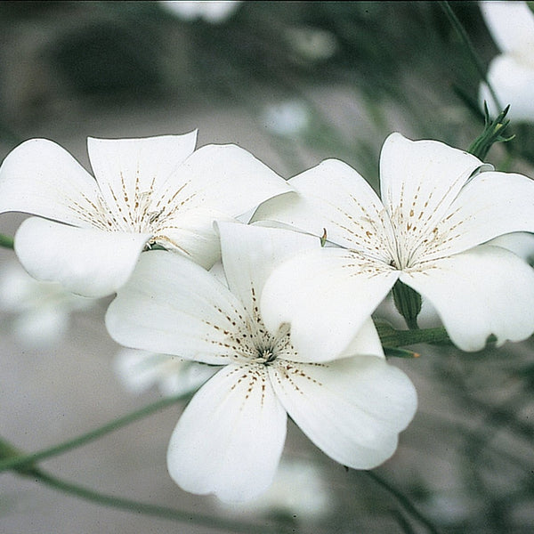 Corn Cockle - The Diggers Club
