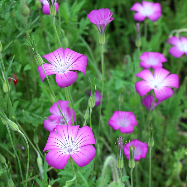 Corn Cockle 'Purple' - The Diggers Club