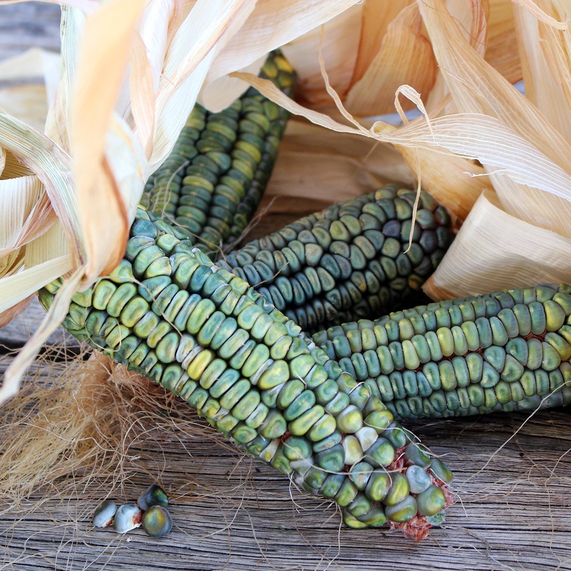 Corn 'Oaxacan Green' (Organic) - The Diggers Club