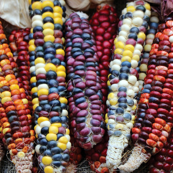 Corn - The Diggers Club