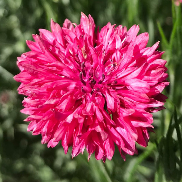 Cornflower ‘Red Ball’ - The Diggers Club