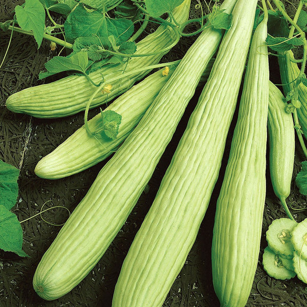 Cucumber 'Armenian' - The Diggers Club