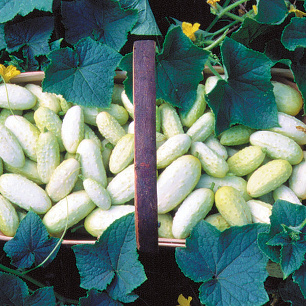 Cucumber 'Mini White' (Organic) - The Diggers Club
