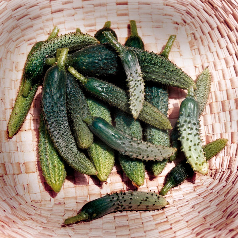 Cucumber 'Parisian Pickling' - The Diggers Club