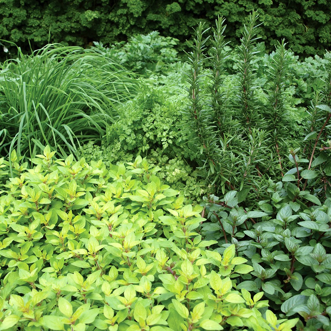 All Seeds & Plants - The Diggers Club