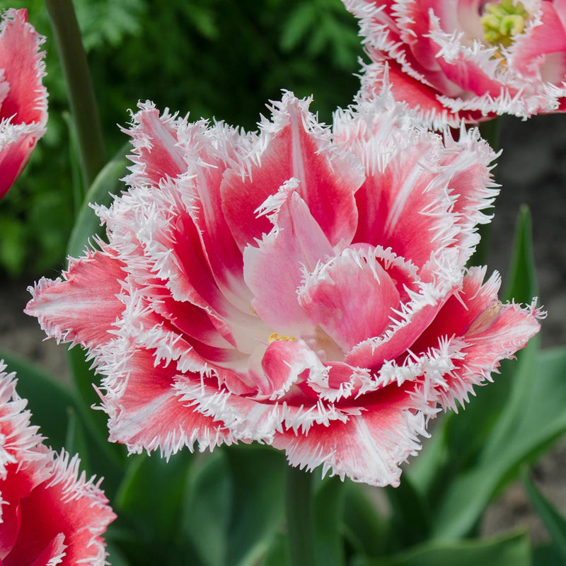 Double Fringed Tulip 'Queensland' - The Diggers Club