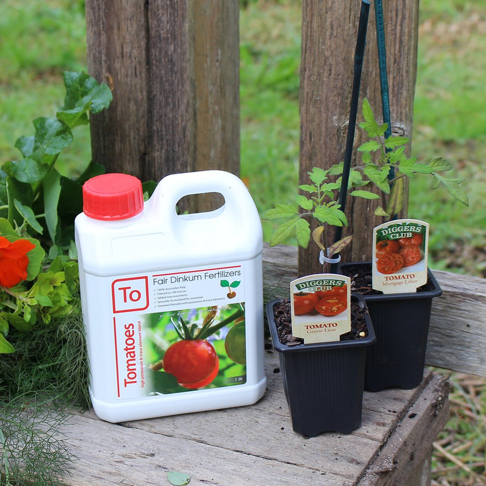 Soil preparation for successful tomatoes - The Diggers Club