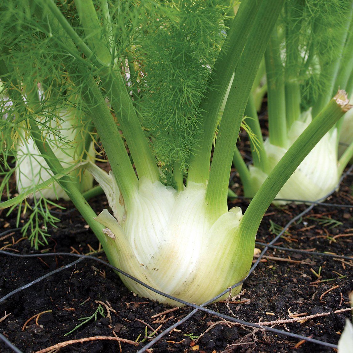 All Herbs, Spices and Sprouts - The Diggers Club