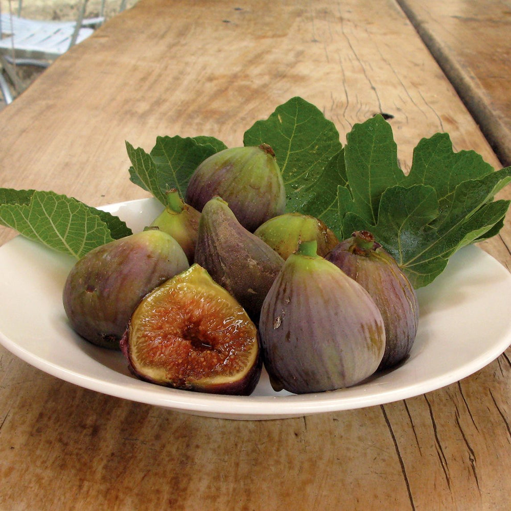 Fig Trees - The Diggers Club