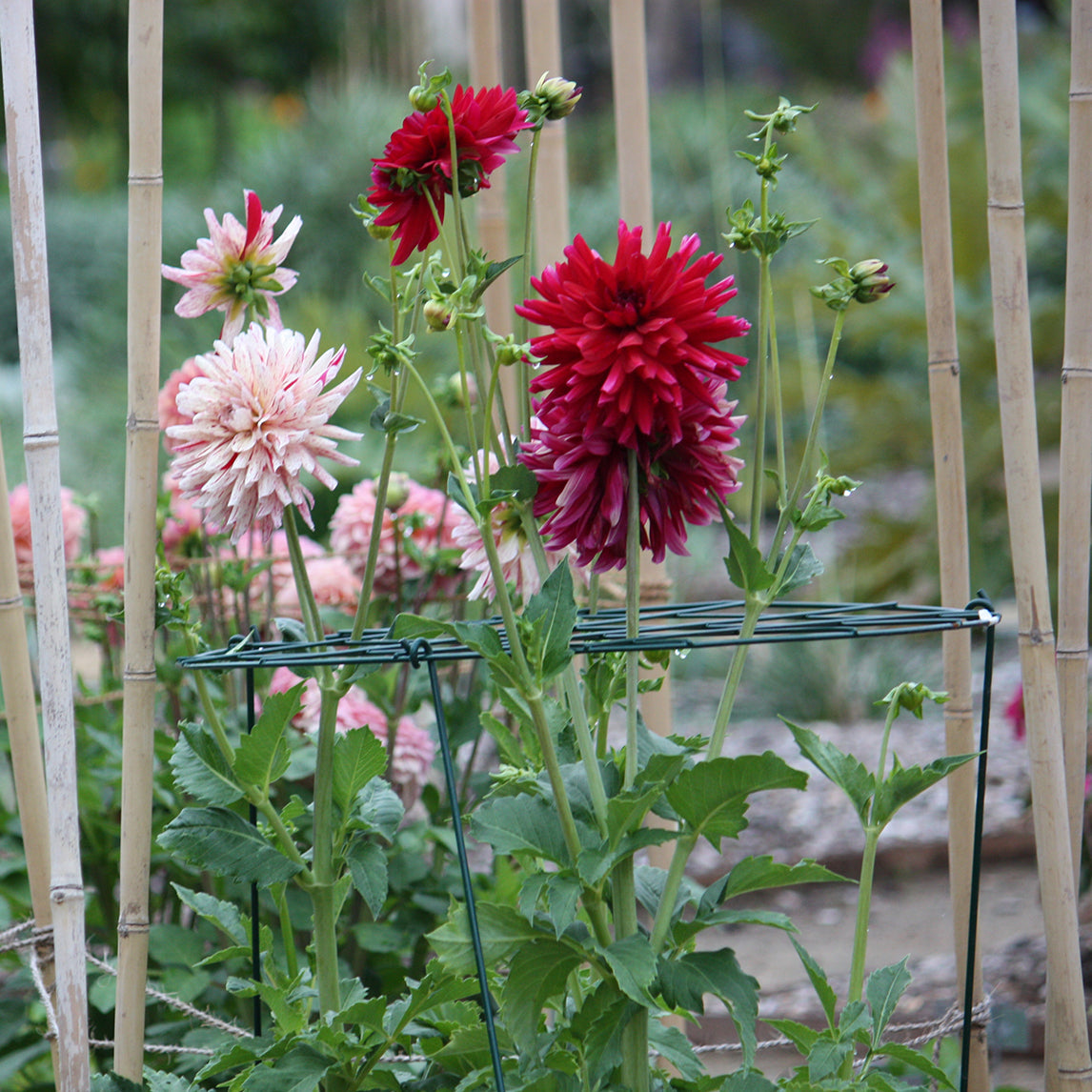 Flower Support- Grow Through - The Diggers Club