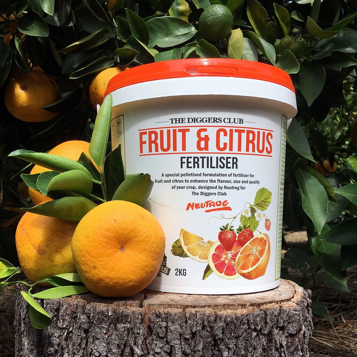 How to Grow Citrus - The Diggers Club