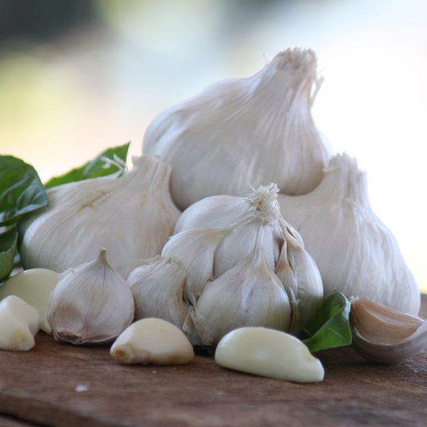 Garlic 'Cream' (2 Heads) - The Diggers Club