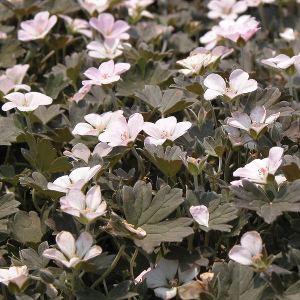 Geranium 'Seaspray' - The Diggers Club