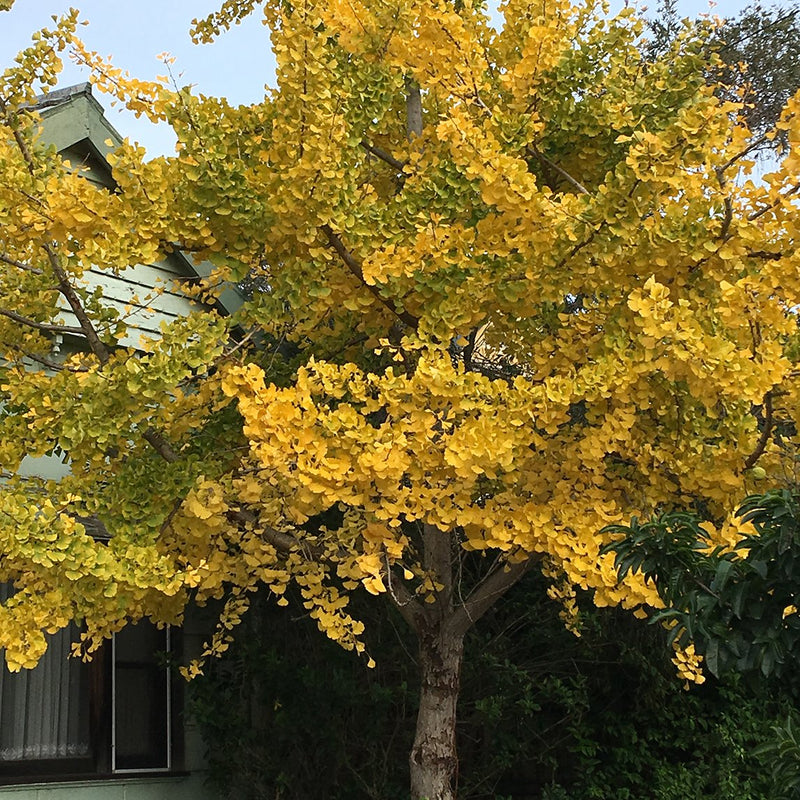 Ginkgo - The Diggers Club