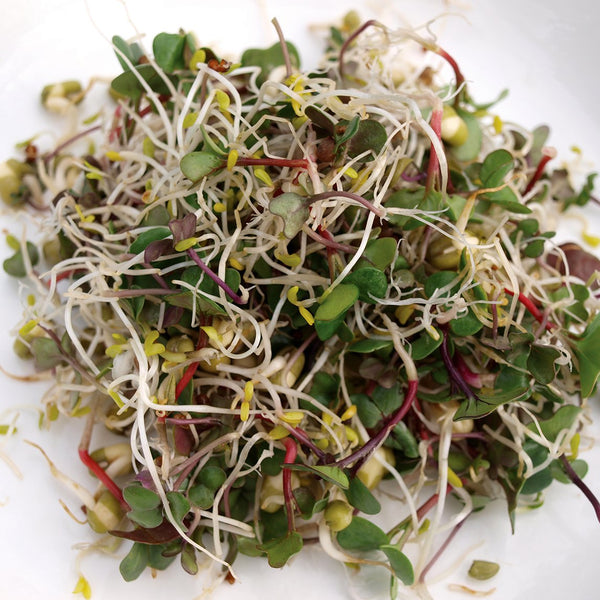 Healthy Sprout Mix - The Diggers Club