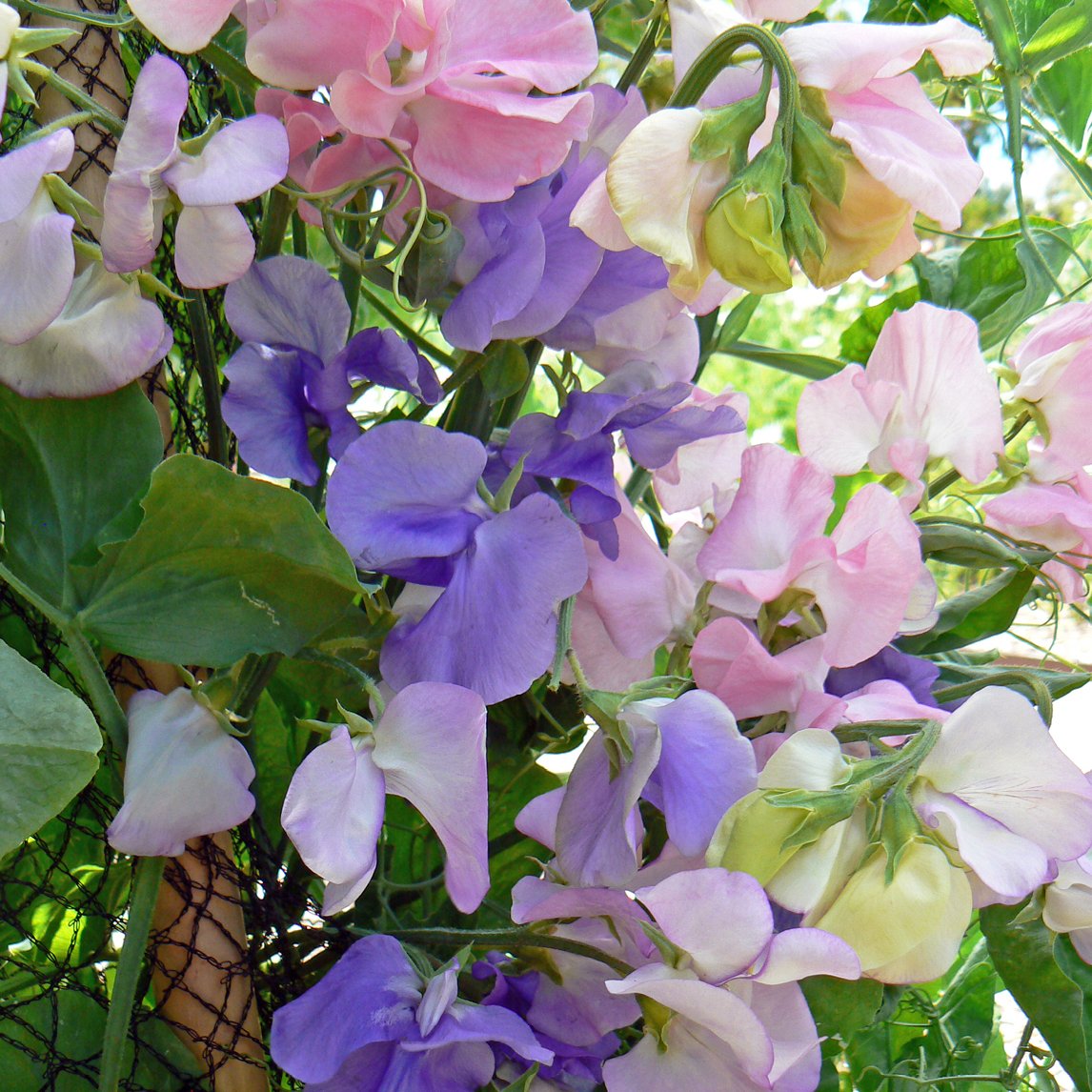 Heavenly Scented Sweet Pea Collection - The Diggers Club
