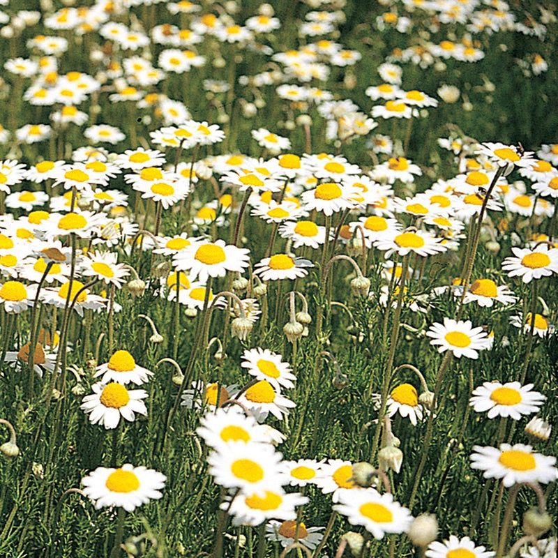 Lawn Chamomile - The Diggers Club
