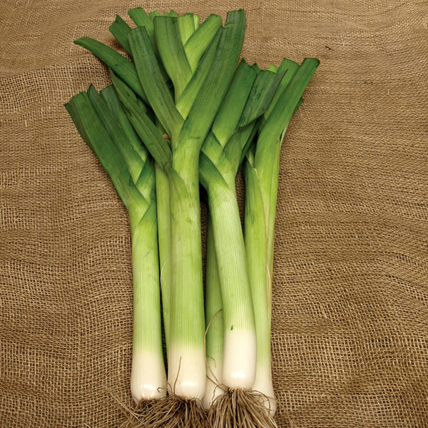 Leek 'King Richard' (Organic) - The Diggers Club