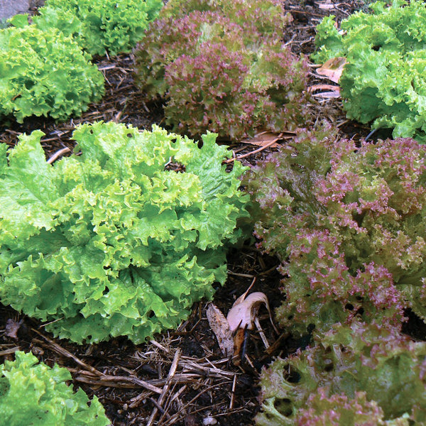 Lettuce Italian Lollo Mix - The Diggers Club