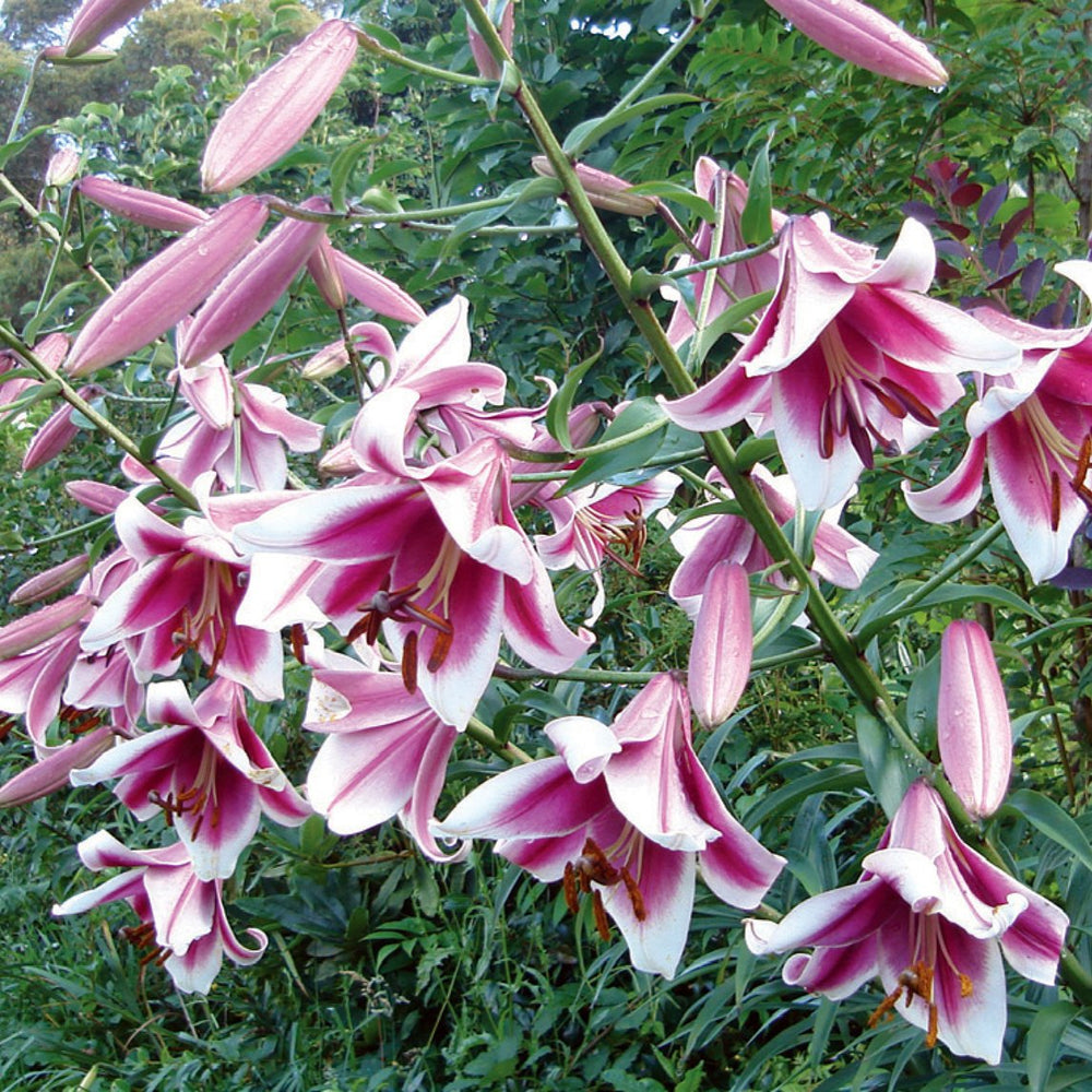 Lilium - The Diggers Club