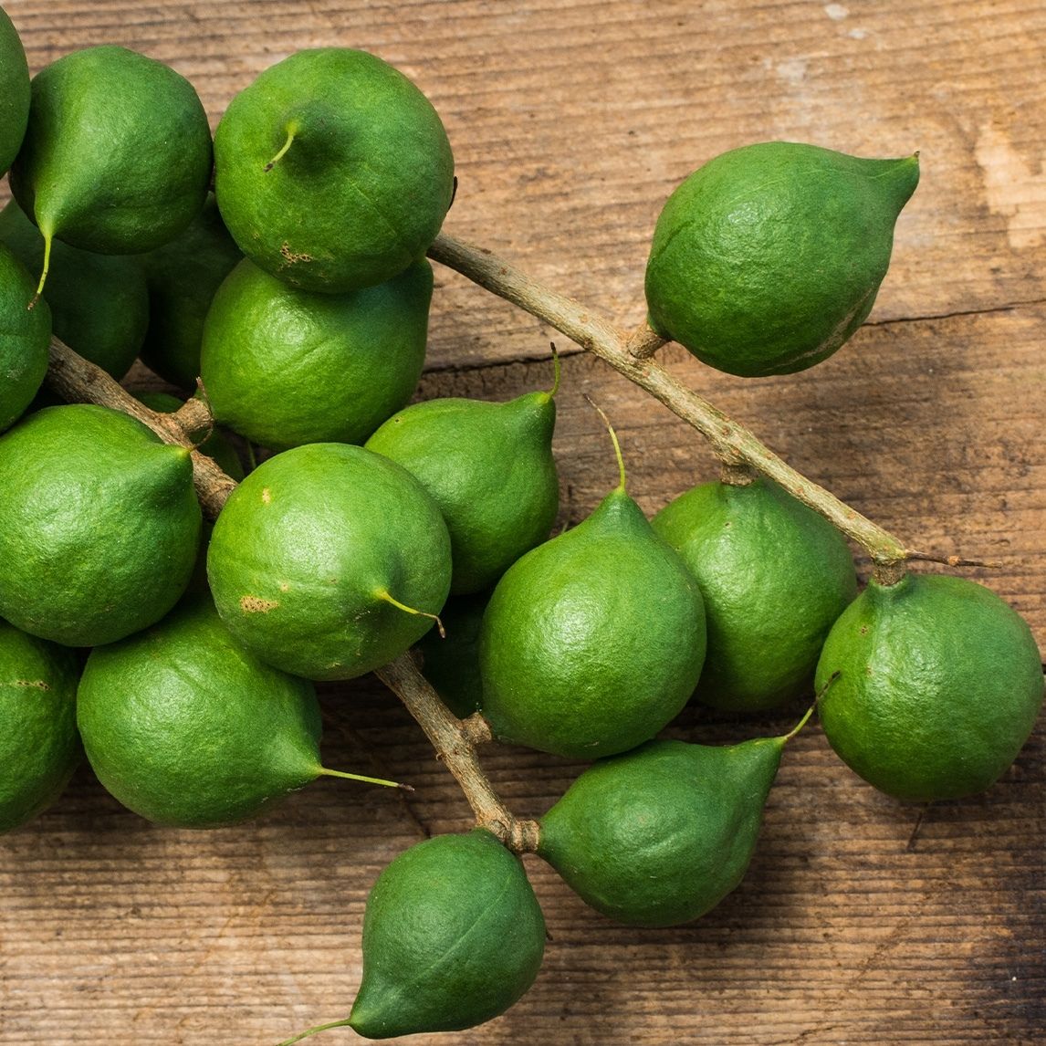 Macadamia - The Diggers Club