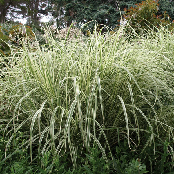 Miscanthus 'Variegatus' - The Diggers Club