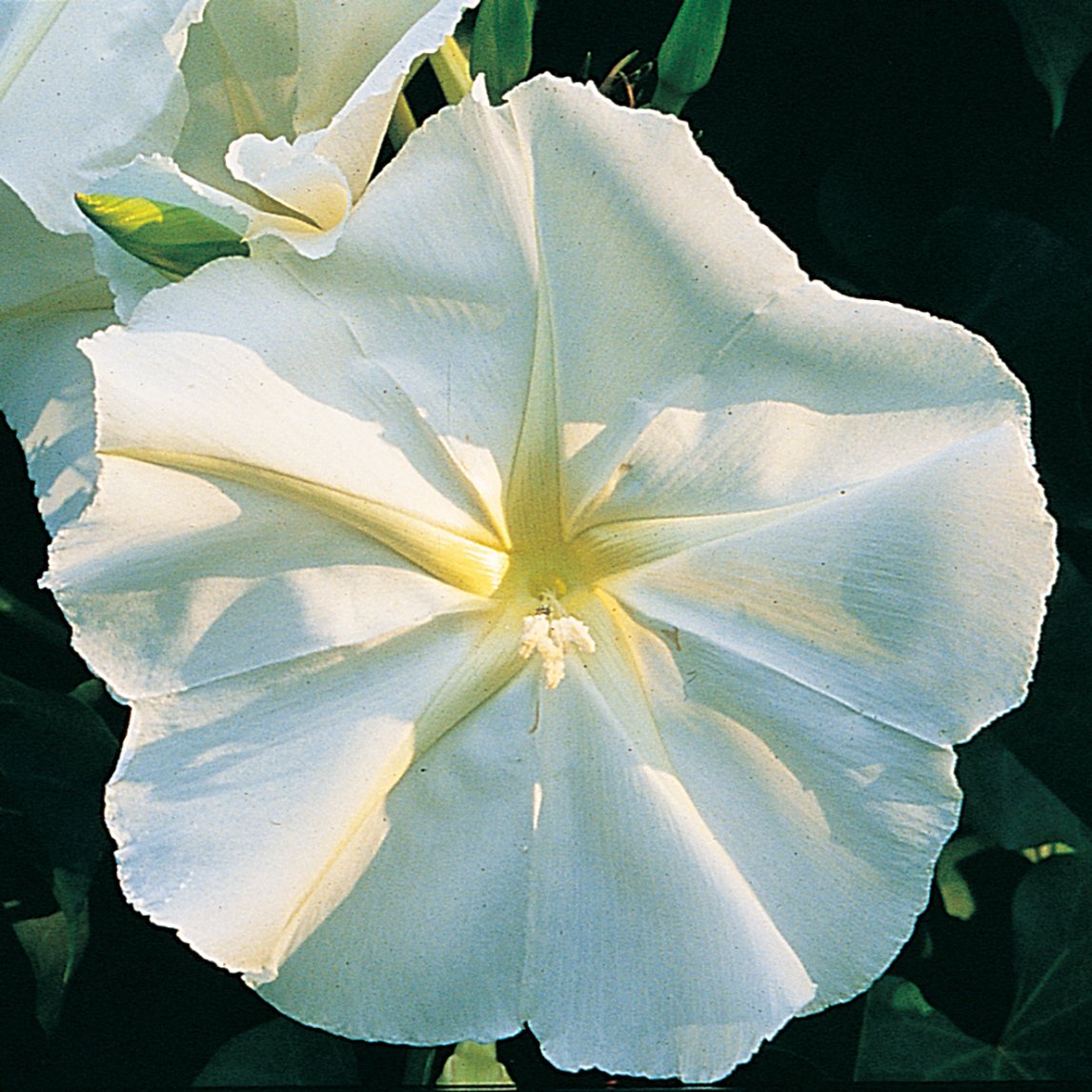 Moon Flower Plant