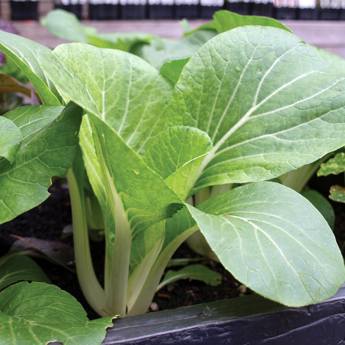 Pak Choy (Pak Choi) - The Diggers Club