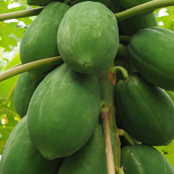 Paw Paw 'Yellow' - Self-Pollinating F1 - The Diggers Club