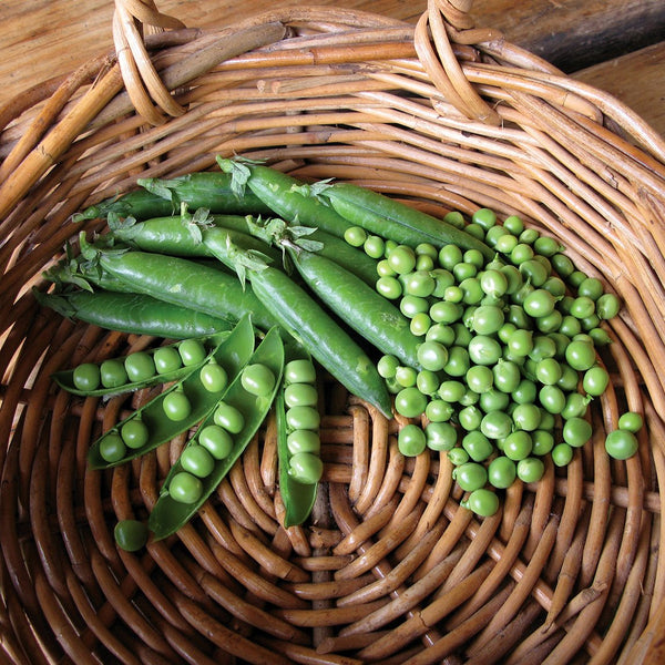 Pea 'Greenfeast' - The Diggers Club