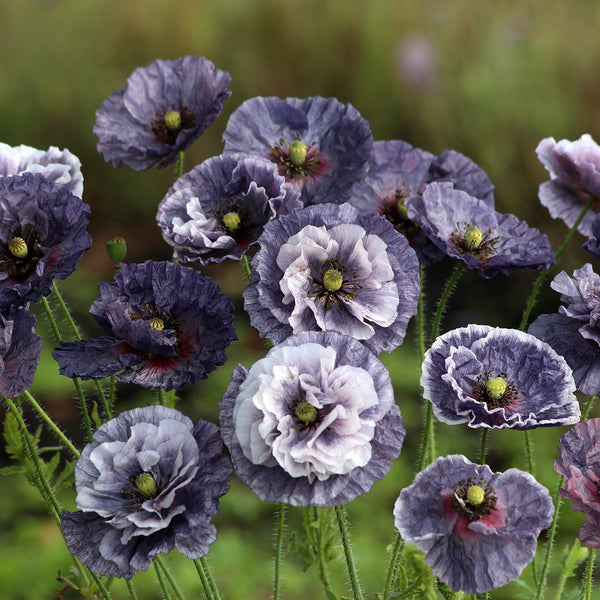 Poppy 'Amazing Grey' - The Diggers Club