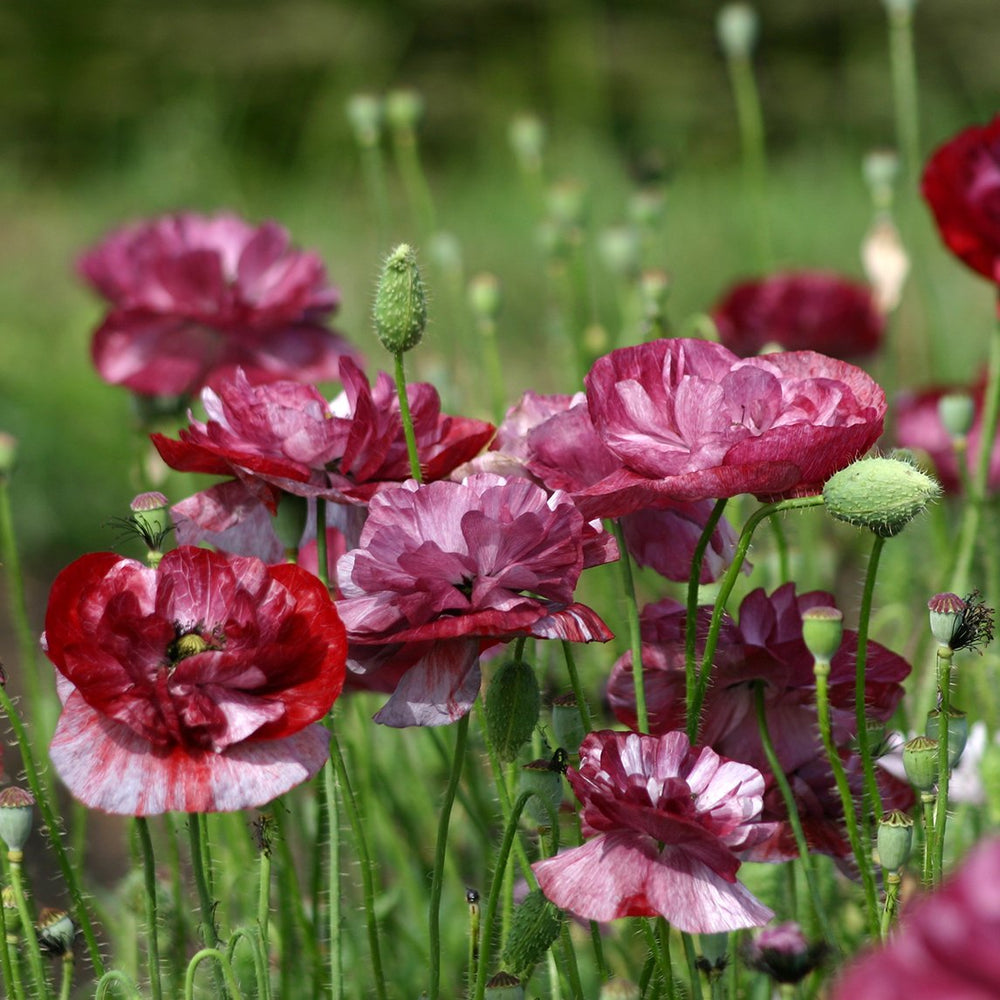 Easy Tips on How to Grow Poppy Plants from Seed - The Diggers Club