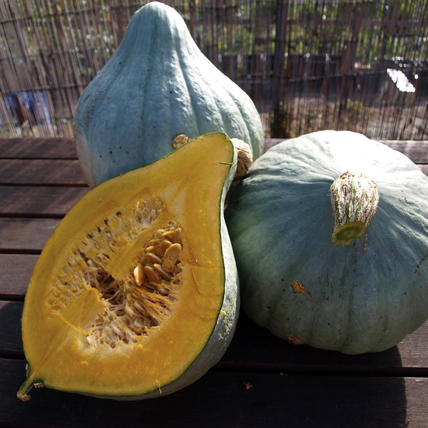Pumpkin 'Blue Ballet' (Organic) - The Diggers Club