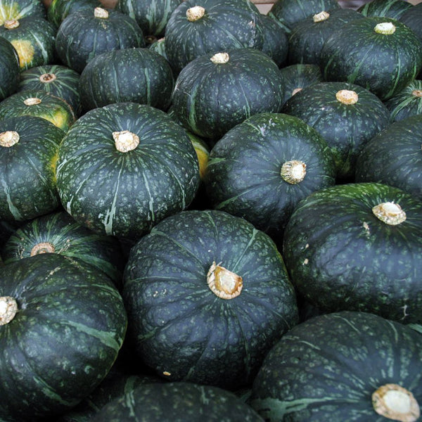 Pumpkin 'Buttercup' - The Diggers Club