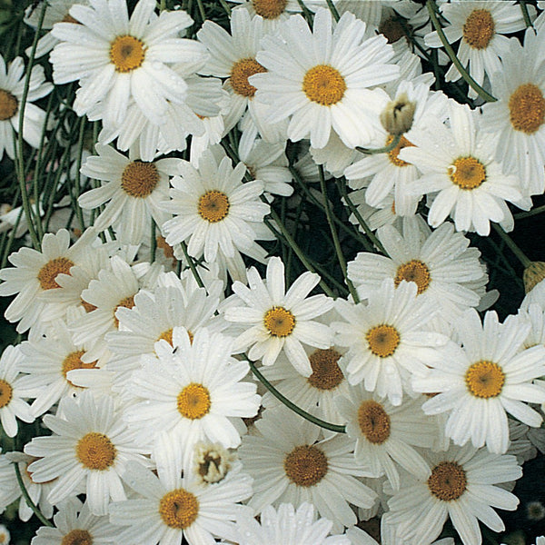 Pyrethrum - The Diggers Club