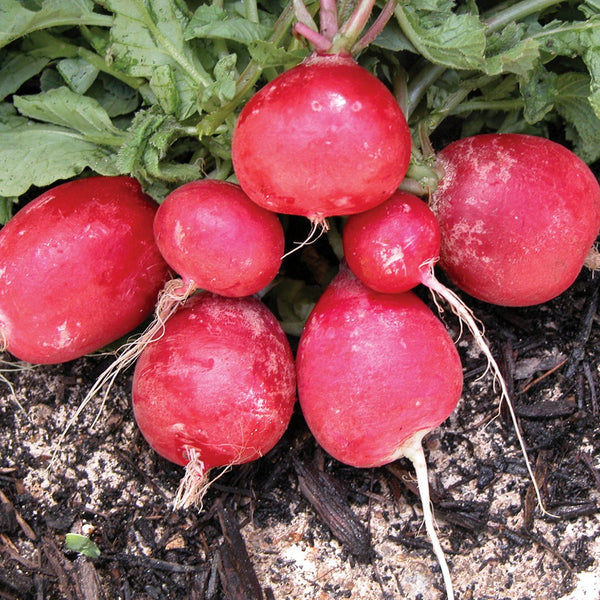 Radish 'Round Red' (Organic) - The Diggers Club