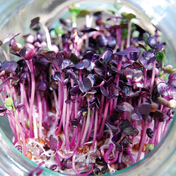 Red Radish Sprouts - The Diggers Club