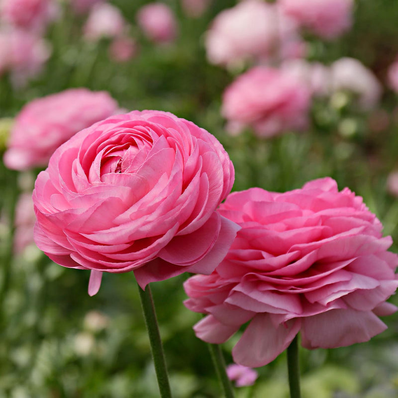 Ranunculus 'Pink' - The Diggers Club