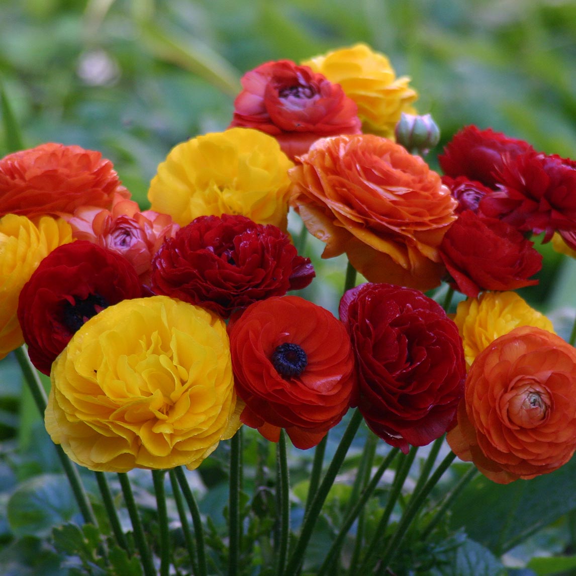 Ranunculus Sunset Mix - The Diggers Club