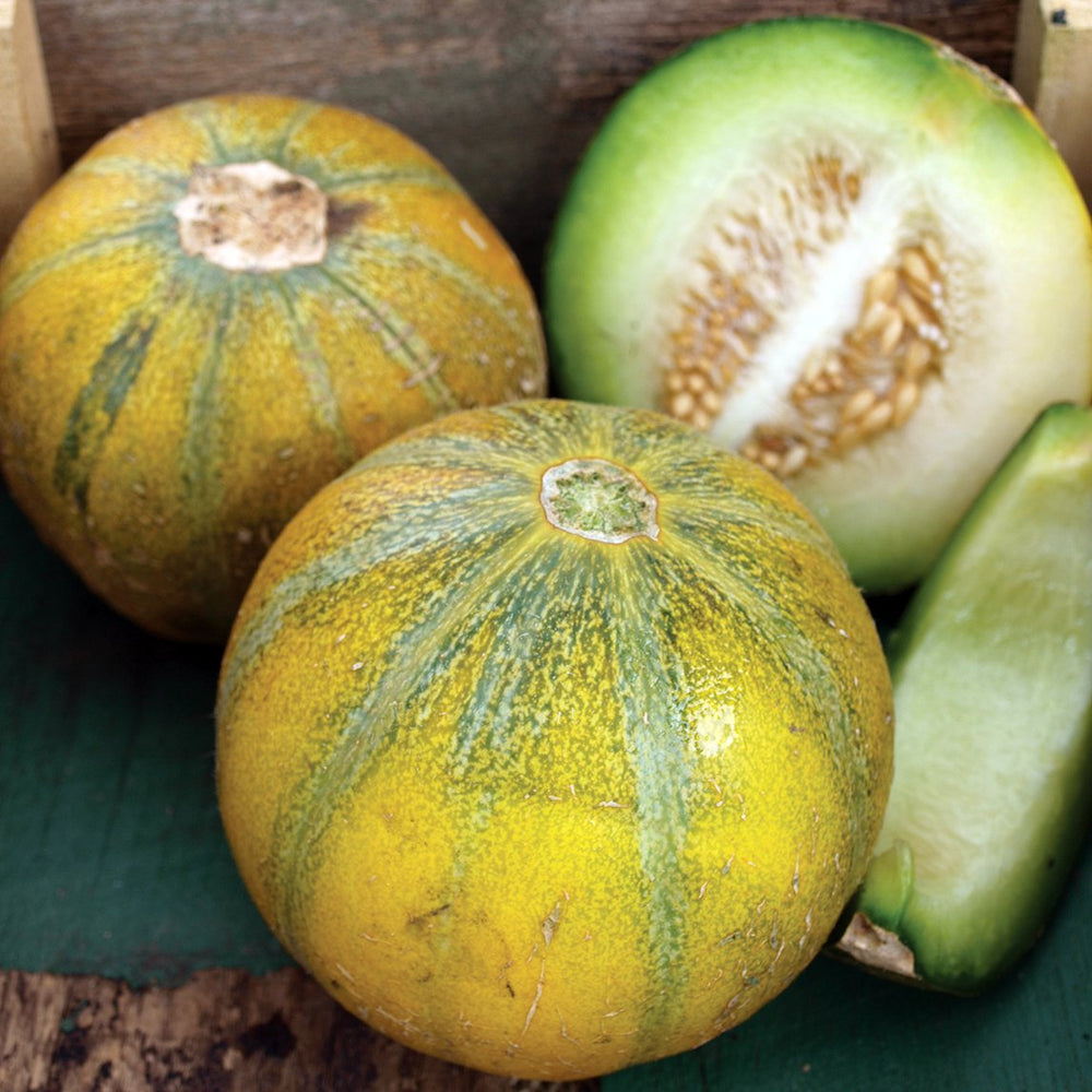 How to grow Rock Melon and Cantaloupe - The Diggers Club
