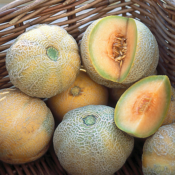 Rockmelon - The Diggers Club